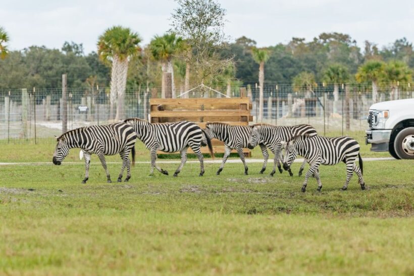 Orlando: Drive-Thru Safari Park at Wild Florida - The Reviewers’ Perspective