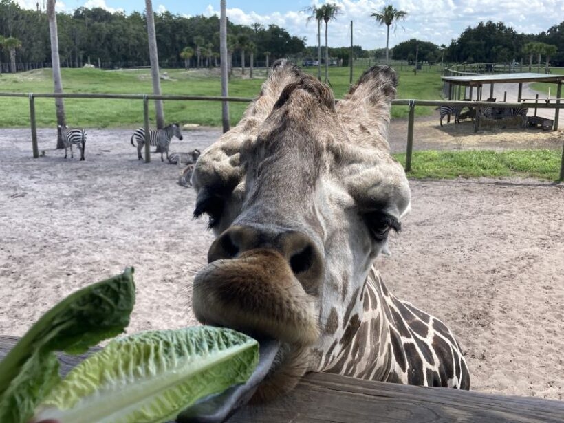 Orlando: Drive-Thru Safari Park at Wild Florida - FAQs