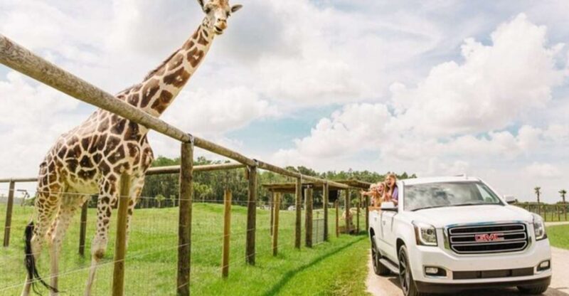 Orlando: Drive-Thru Safari Park at Wild Florida - The Value for Money and Practical Tips