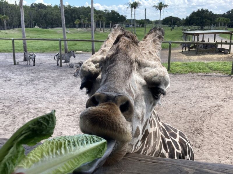 Orlando: Drive-Thru Safari Park at Wild Florida - The Bottom Line: Who Is It Best For?