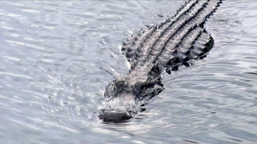Orlando: Everglades Airboat Ride and Wildlife Park Ticket - Reviews in a Nutshell
