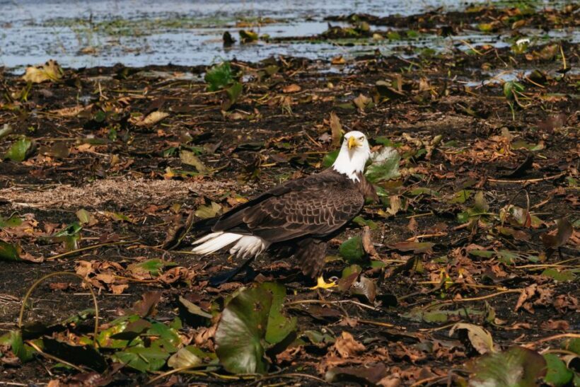 Orlando: Florida Everglades Wildlife Airboat Tour - The Sum Up