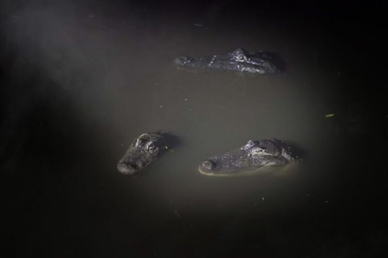 Orlando: Gatorland Flashlight Tour at Night - Who Will Love This Tour?