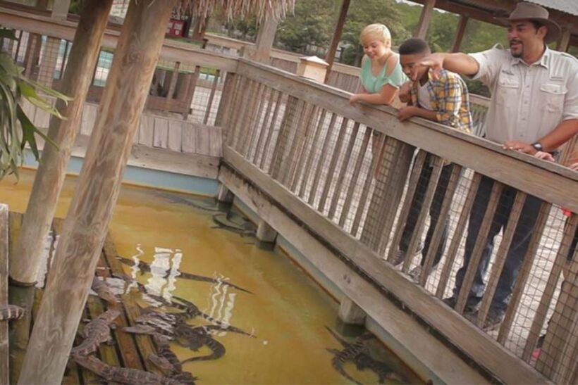Orlando: Gatorland Interactive Tour with Animal Trainer - What to Expect on the Tour