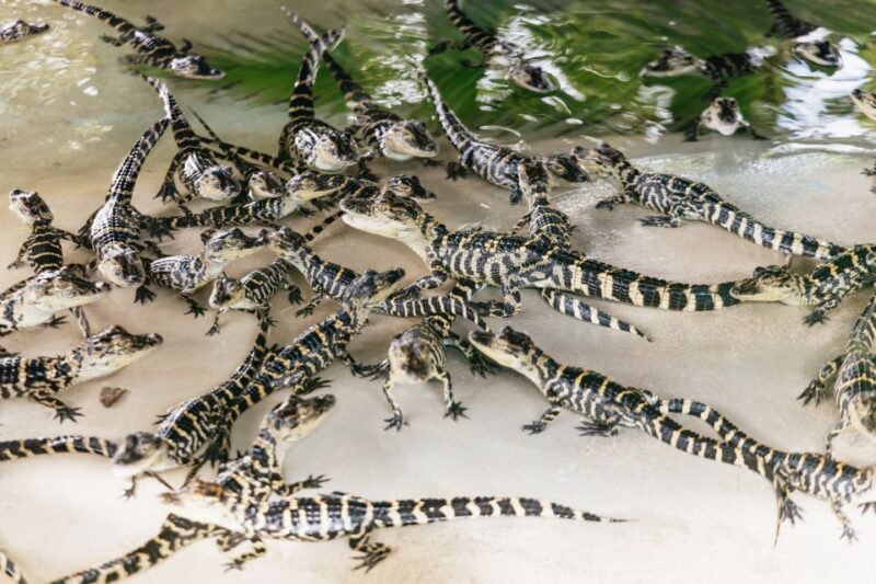 Orlando: Gatorland Skip-the-Line Ticket - What’s Included and What’s Not