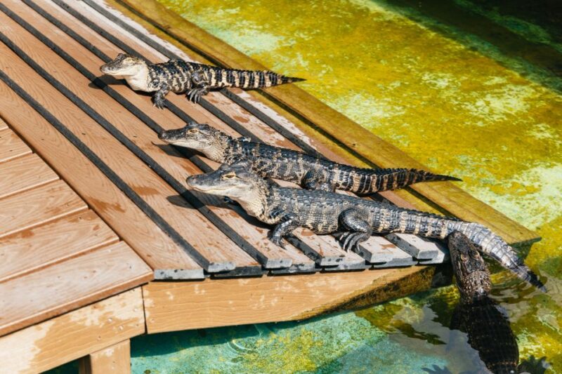 Orlando: Gatorland Skip-the-Line Ticket - FAQ about Gatorland Orlando