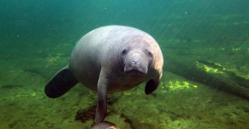 Orlando: Kayaking Tour with Manatee Encounter - Practical Details and Tips