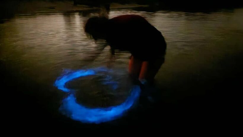 Orlando: Magic After Dark Bioluminescence Kayak Tour - Why This Tour is Worth Your Time
