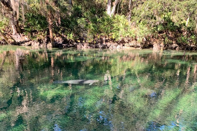 Orlando Manatee and Natural Spring Adventure Tour at Blue Springs - Wildlife Encounters