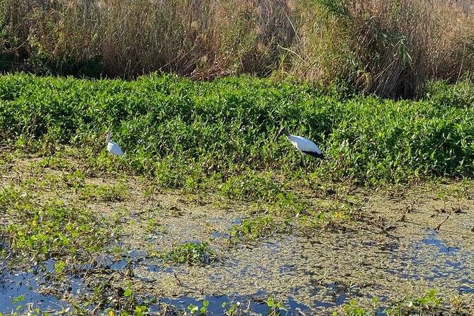 Orlando Manatee and Natural Spring Adventure Tour at Blue Springs - Paddleboarding and Kayaking