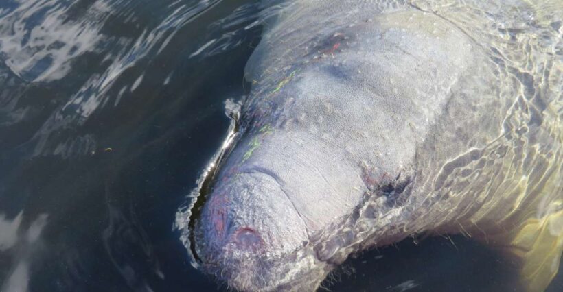 Orlando: Small Group Manatee Discovery Kayak Tour - An Overview of the Experience