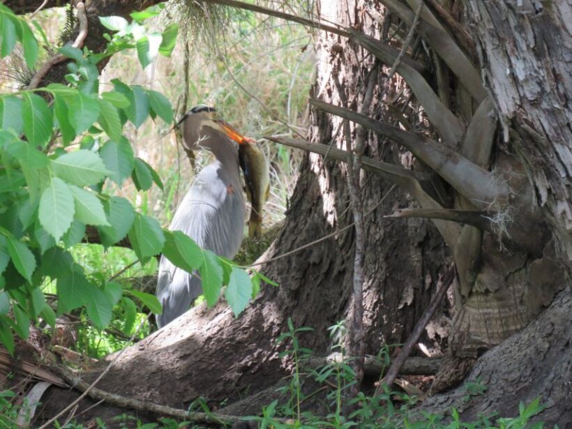 Orlando: Small Group Manatee Discovery Kayak Tour - Practical Details