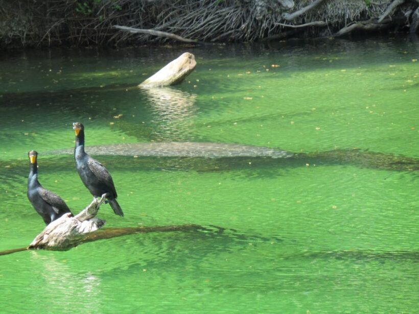Orlando: Small Group Manatee Discovery Kayak Tour - Who Will Love This Tour?