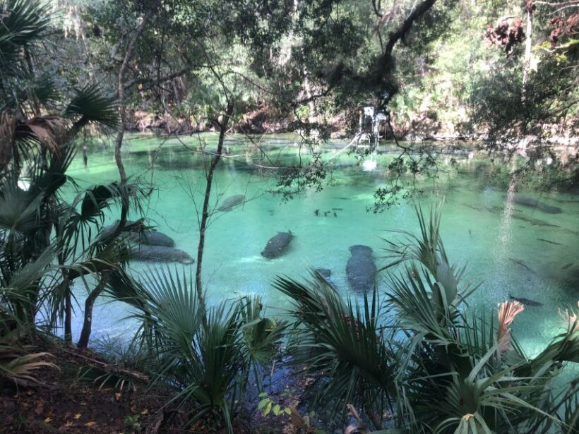 Orlando: Small Group Manatee Discovery Kayak Tour - The Sum Up