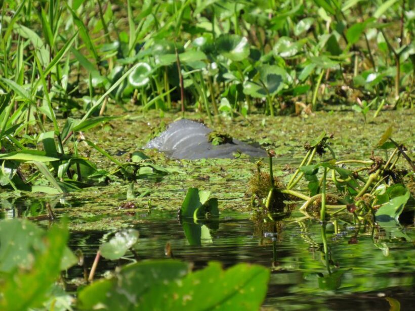 Orlando: Small Group Manatee Discovery Kayak Tour - FAQ