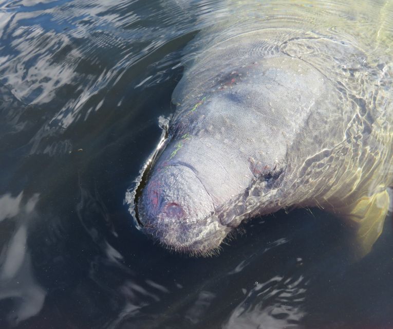 Orlando: Small Group Manatee Discovery Kayak Tour - The Itinerary Breakdown