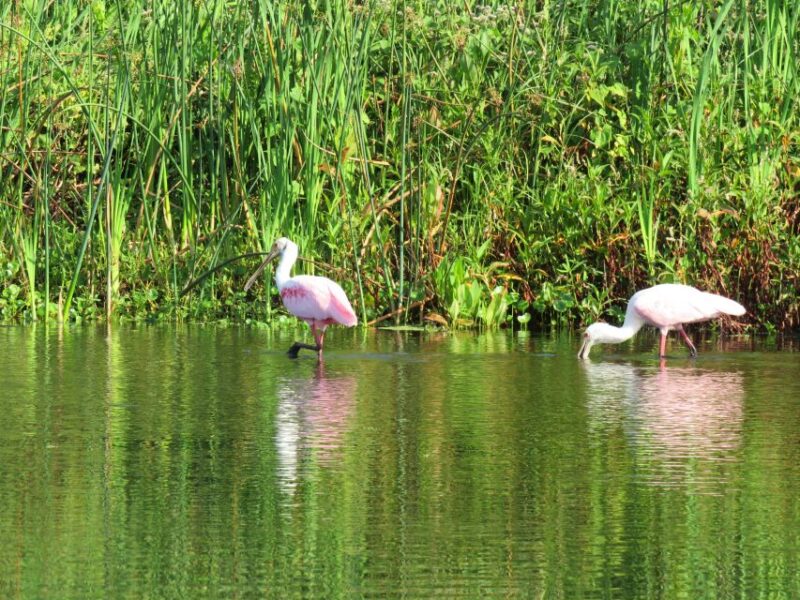 Orlando: Small Group Manatee Discovery Kayak Tour - Price & Value Analysis