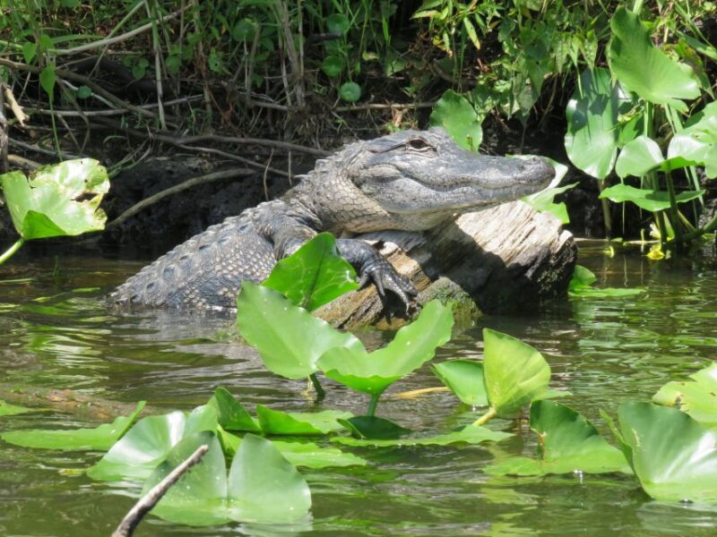 Orlando: Small Group Manatee Discovery Kayak Tour - Who Will Love This Tour?