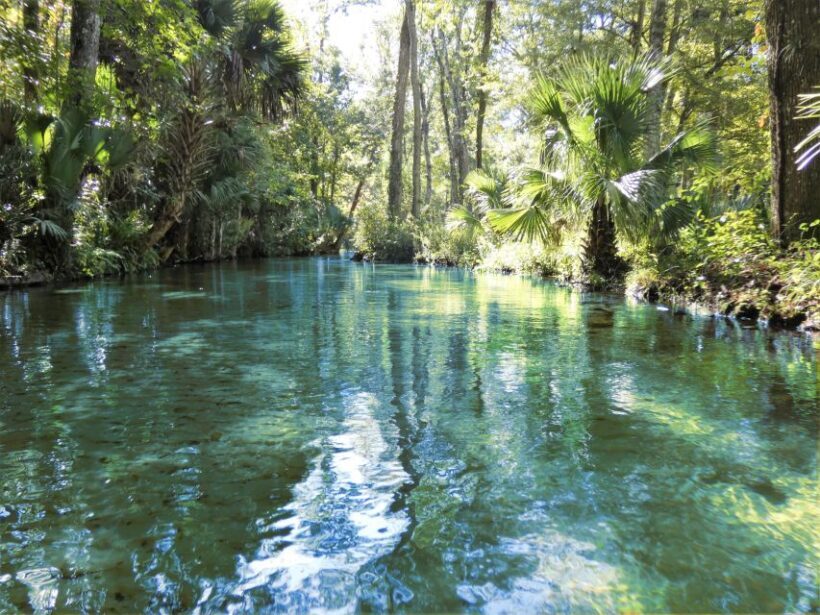 Orlando: Small Group Rock Springs Run Kayak Tour - Authentic Feedback from Participants