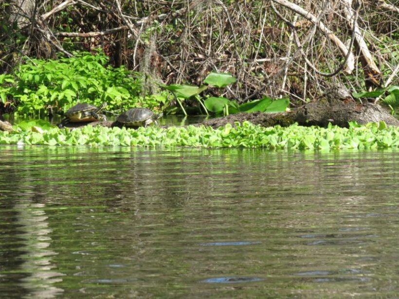 Orlando: Small Group Rock Springs Run Kayak Tour - The Value and Who Will Love This Tour