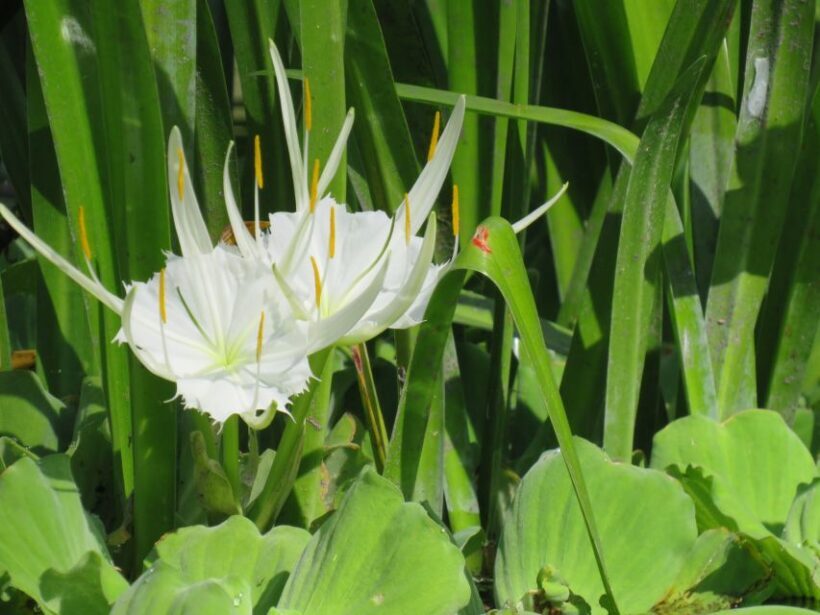 Orlando: Small Group Rock Springs Run Kayak Tour - The Sum Up