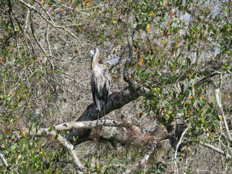 Orlando: Small Group Rock Springs Run Kayak Tour - The Value of the Experience