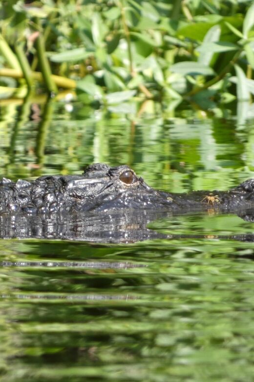 Orlando: Small Group Scenic Wekiva River Kayak Tour - An Authentic Florida Waterway Adventure
