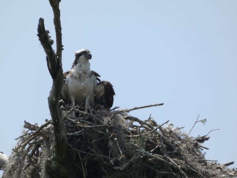 Orlando: Small Group Scenic Wekiva River Kayak Tour - Family-Friendly and Eco-Conscious Approach
