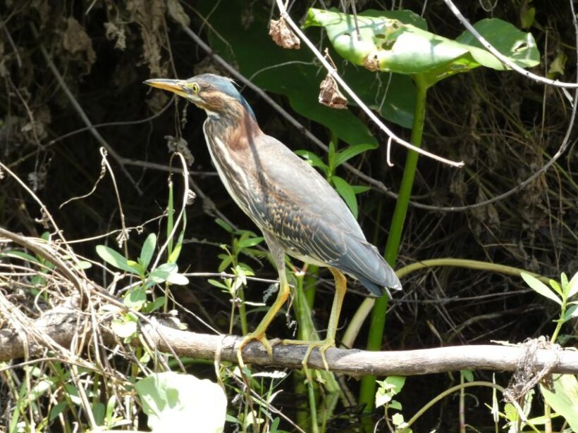 Orlando: Small Group Scenic Wekiva River Kayak Tour - What to Bring and What to Expect