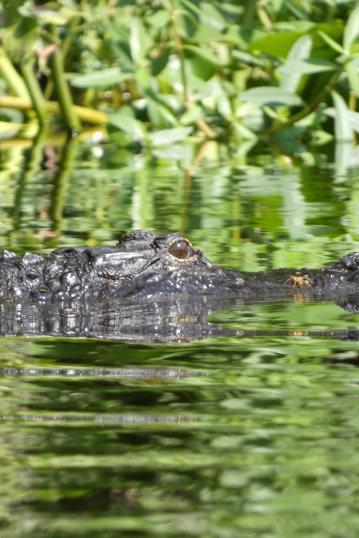 Orlando: Small Group Scenic Wekiva River Kayak Tour - The Itinerary Breakdown