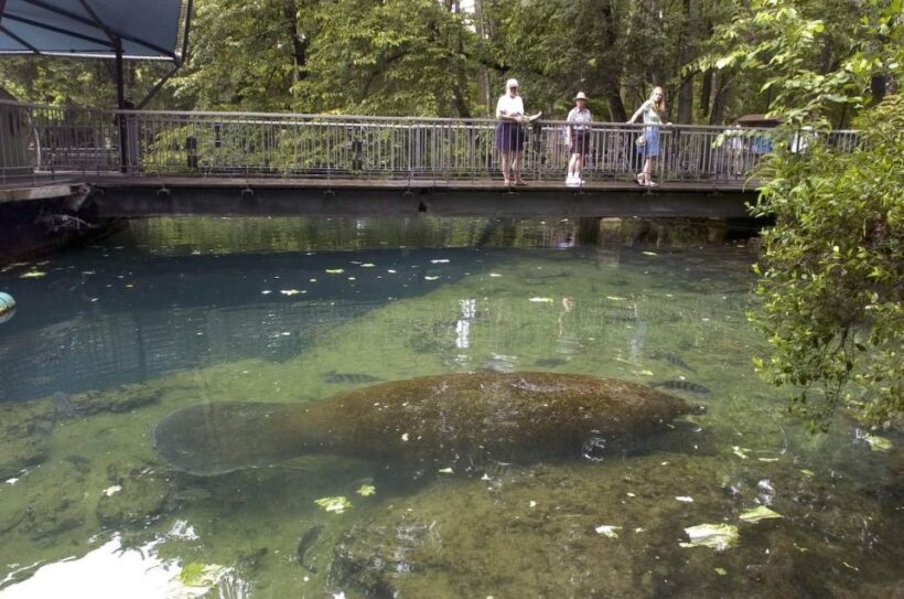 Orlando: Swim with Manatees and Homosassa State Park Visit - Authentic Reviews and Highlights