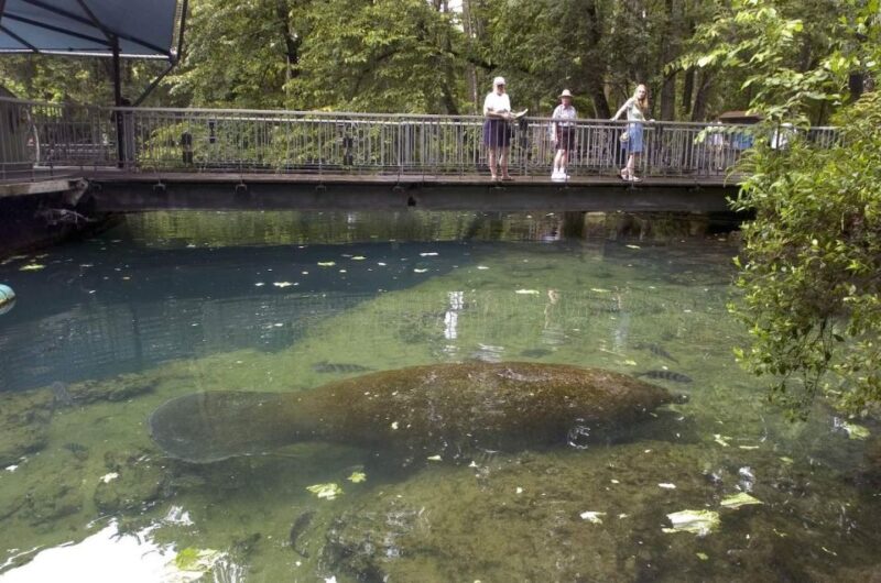 Orlando: Swim with Manatees and Homosassa State Park Visit - Key Points