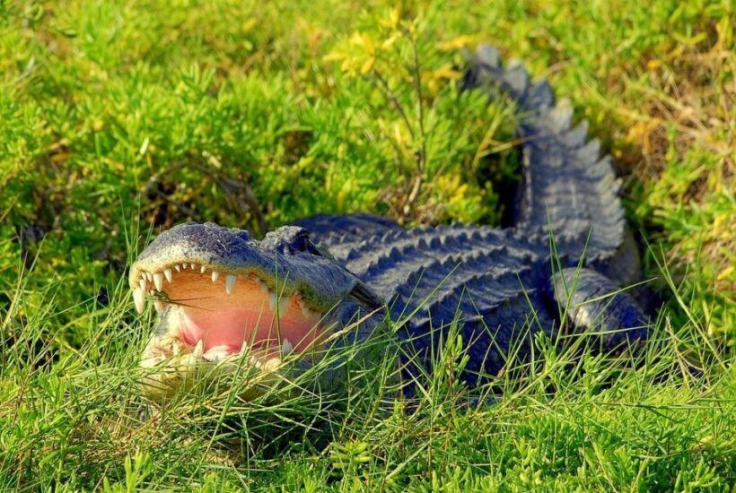 Orlando: Wild Florida Park Ticket and Gator Shows - Practical Details: Planning Your Visit