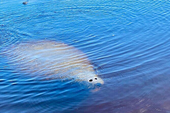 Ormond Beach Manatee and Nature Tour Kayaking or Paddle Boarding - An Introduction to the Experience