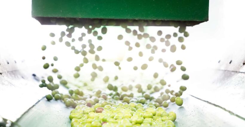 "Oro Bailén": Tour of Oro Bailen Grove + Mill + Tasting - A Detailed Look at the Oro Bailén Olive Oil Tour