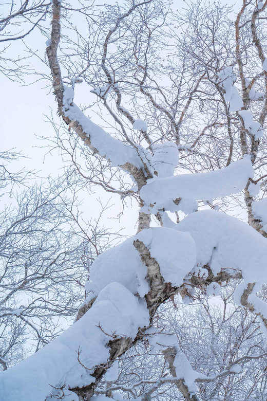 Orofure Pass Half-day Snowshoeing Tour - Key Points