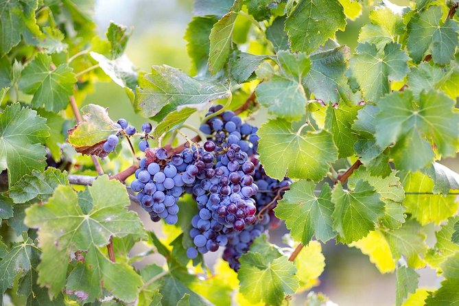 Orosei - 4x4 Tour & wine tasting - Authentic Experiences & Unique Moments