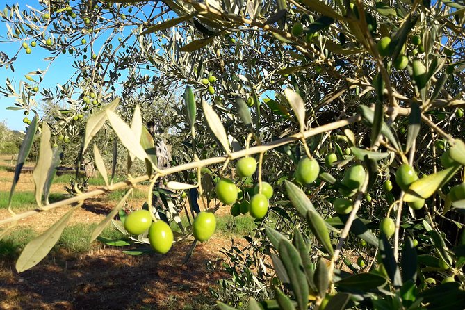 Orosei - 4x4 Tour & wine tasting - Who Will Appreciate This Tour?