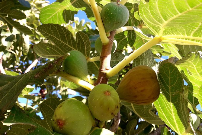 Orosei - 4x4 Tour & wine tasting - FAQ