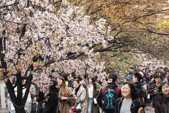 Osaka Cherry Blossom Tour With a Local: 100% Personalized Private - Customizable Itinerary