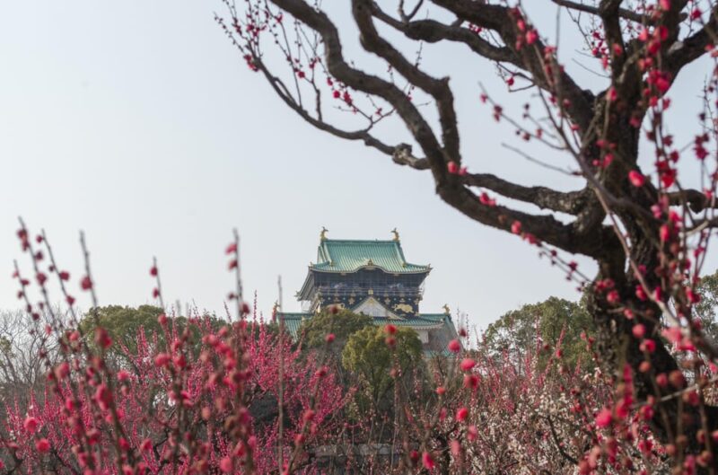 Osaka Cruise Excursion: Private/Custom/City Meetup Possible - Key Points