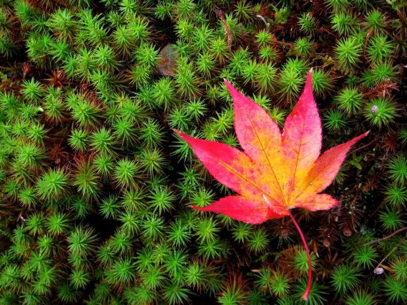 Osaka: Katsuo-ji Temple Autumn Leaves Guided Tour - Important Information