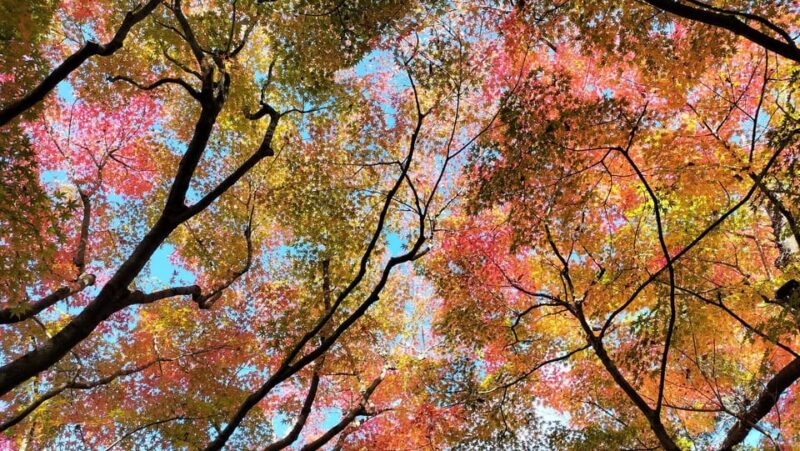 Osaka: Katsuo-ji Temple Autumn Leaves Guided Tour - Tranquil Mountain Setting