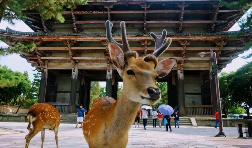 Osaka/Kyoto: Kiyomizudera Fushimi Inari, Nara Tour w/ Pickup - Osaka/Kyoto: Kiyomizudera Fushimi Inari, Nara Tour w/ Pickup – A Practical Guide for Curious Travelers