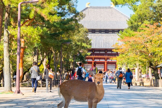 Osaka & Kyoto & Nara Top Hightlights English Speaking Tour - Key Points