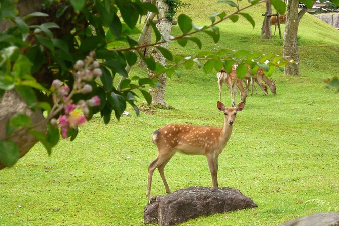 Osaka & Kyoto & Nara Top Hightlights English Speaking Tour - Traveler Feedback: Negative Concerns