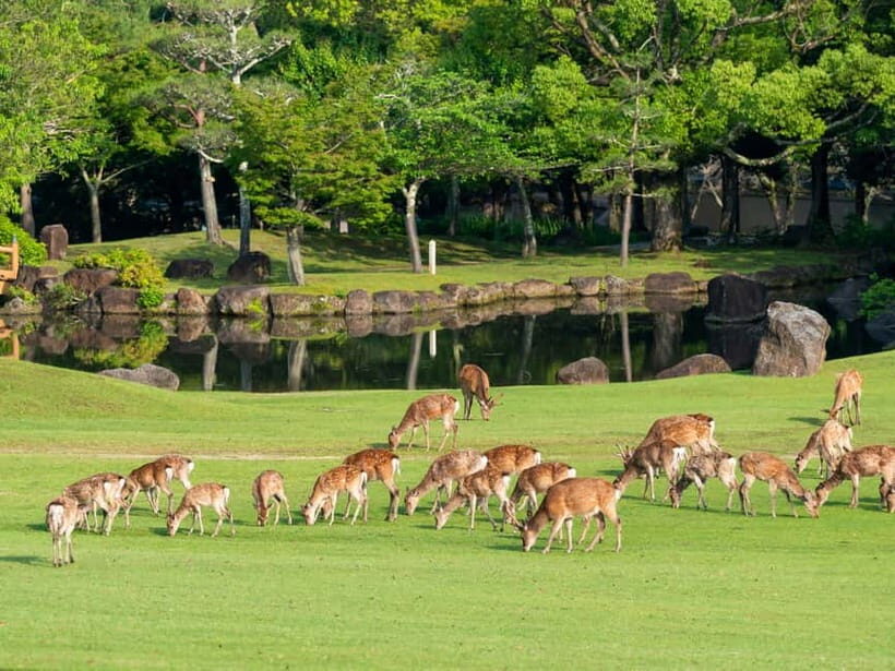 Osaka: Kyoto & Nara & Uji Historical and Scenic One-Day Tour - What to Expect in Terms of Logistics and Experience