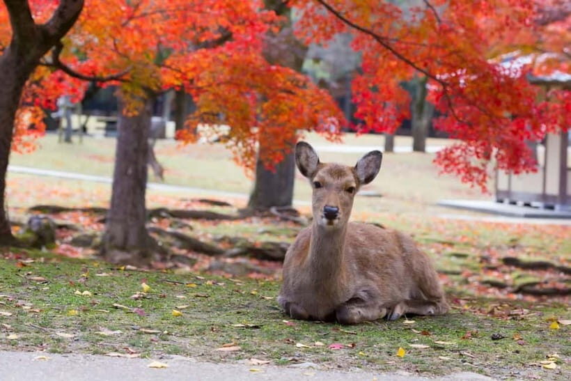 Osaka: Kyoto & Nara & Uji Historical and Scenic One-Day Tour - FAQ