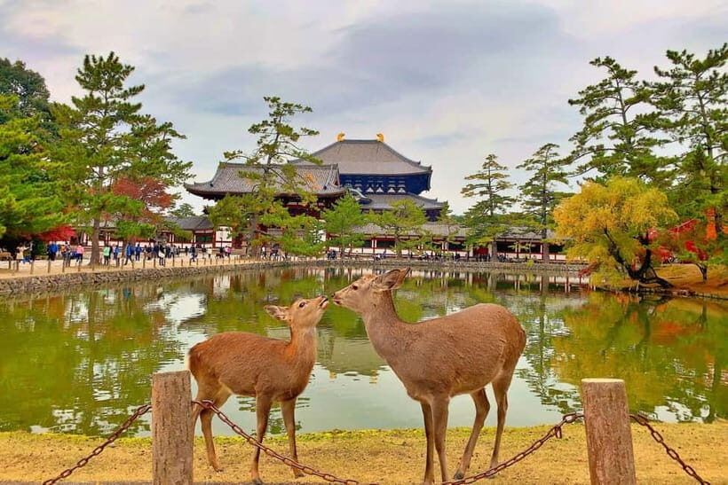 Osaka/Kyoto:Kinkakuji,Arashiyama,FushimiInariShrine,NaraPark - The Value and Overall Experience