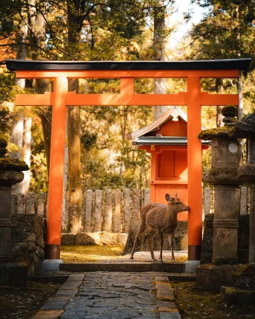 Osaka, Nara and Kyoto Day Trip with English Speaking Driver - Key Points